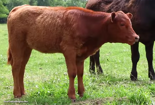 Perfect Red Heifer Discovered In US To Be Sent To Israel To Purify ... Perfect Red Heifer Discovered In US To Be Sent To Israel To Purify ...