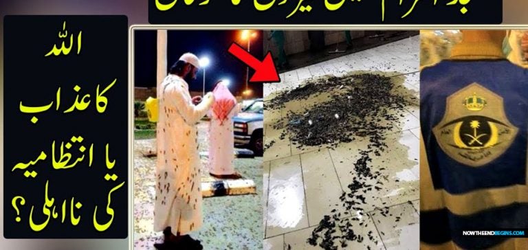The Recent Plague Of Locusts At Mecca In Saudi Arabia Is Further Proof ...
