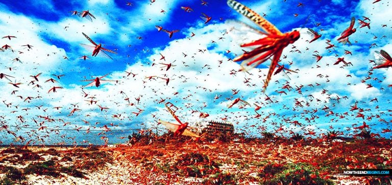 Plague Of Locusts Is Only Intensifying As It Now Covers Africa, Many ...