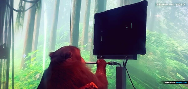 Neuralink Chip Implant Allows Monkey To Play Video Game 'Pong' Using ...